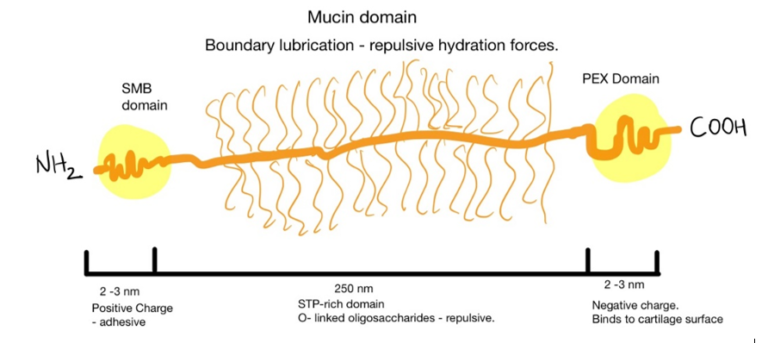 Polymer Brushes and Lubrication: Nature Inspires New Biomaterial ...