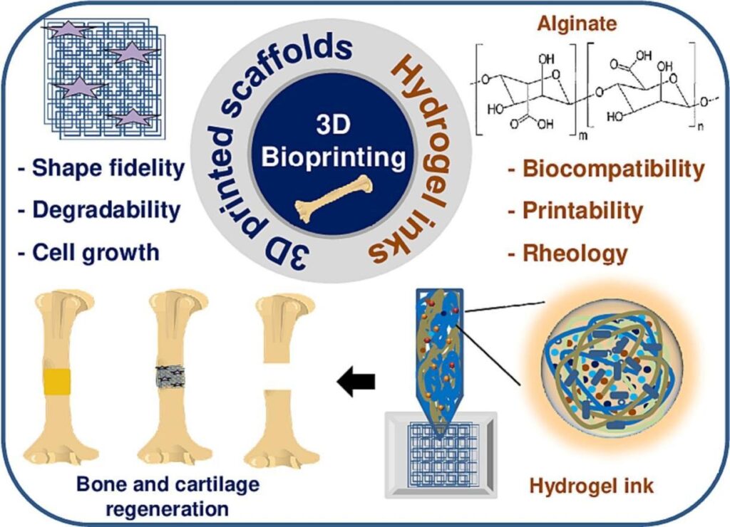 Alginate Based Bioinks For 3d Bioprinting Of Engineered Orthopedic Tissues Biotrib