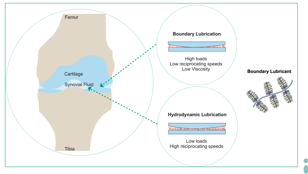 Cartilage 101: How your joints prevent you (almost always) from feeling ...