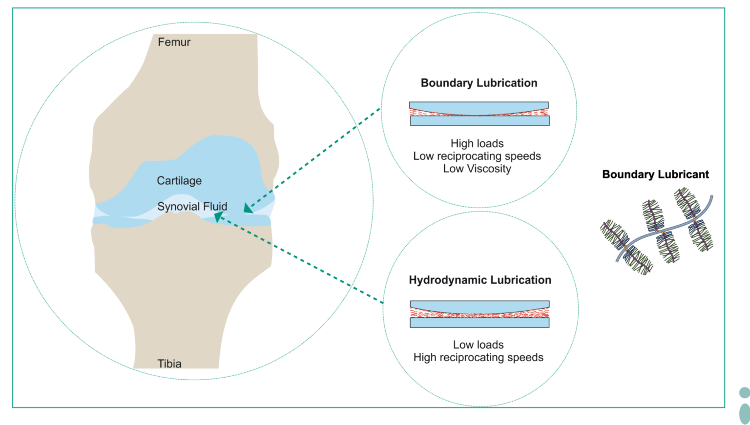 Cartilage 101: How your joints prevent you (almost always) from feeling ...